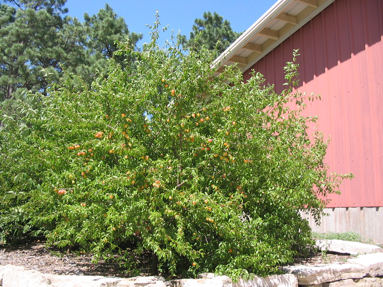 Sand Hill Plum